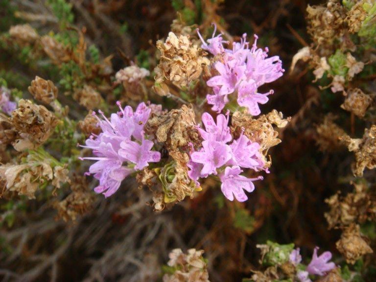 קורנית מקורקפת / Coridothymus capitatus - זרעים מציון