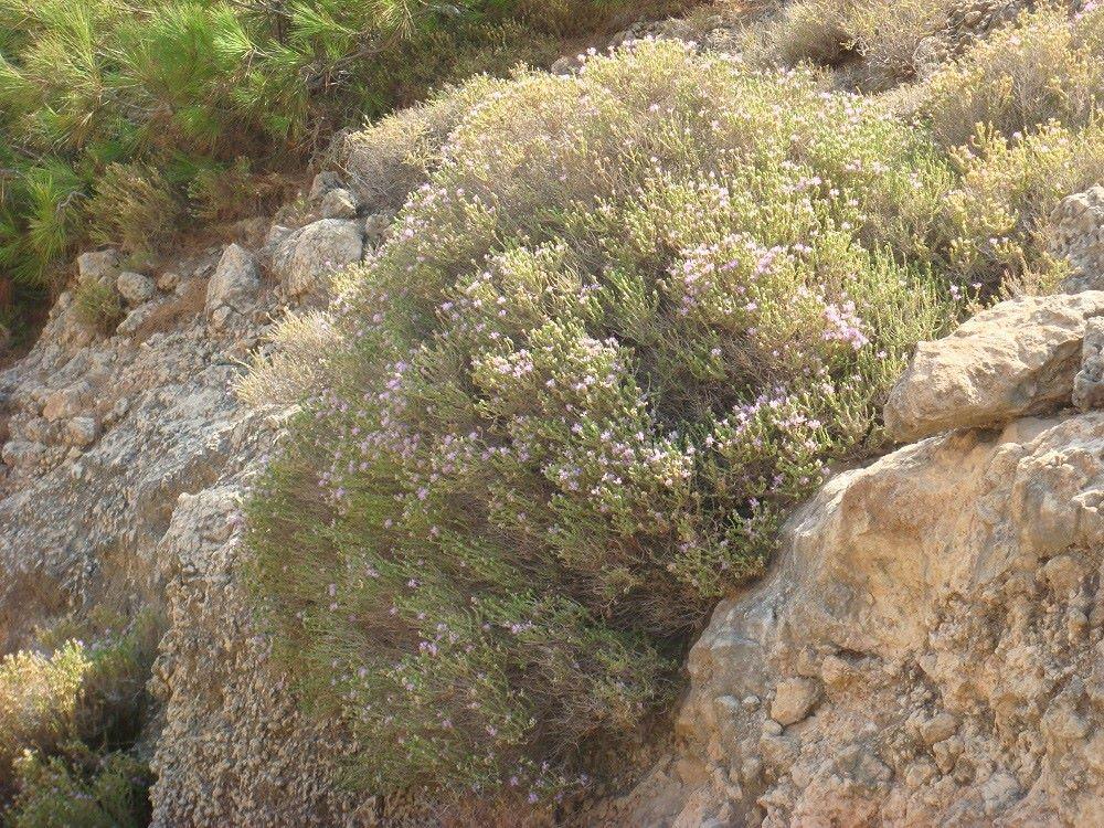 קורנית מקורקפת / Coridothymus capitatus - זרעים מציון