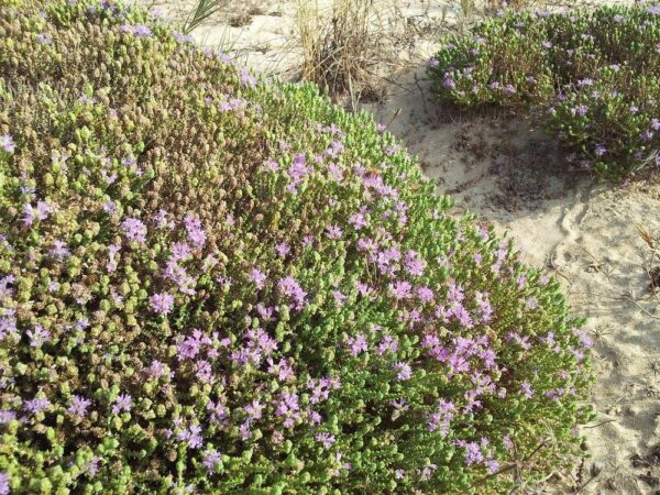 קורנית מקורקפת / Coridothymus capitatus - זרעים מציון