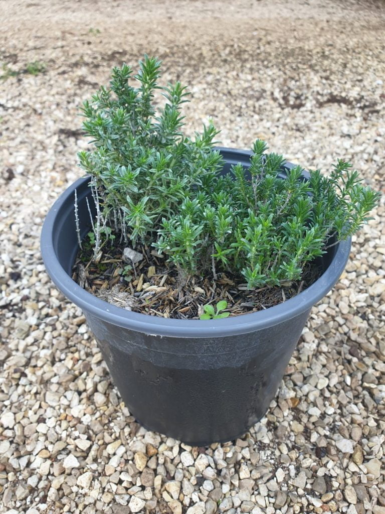 שתיל קורנית מקורקפת / Coridothymus capitatus - זרעים מציון